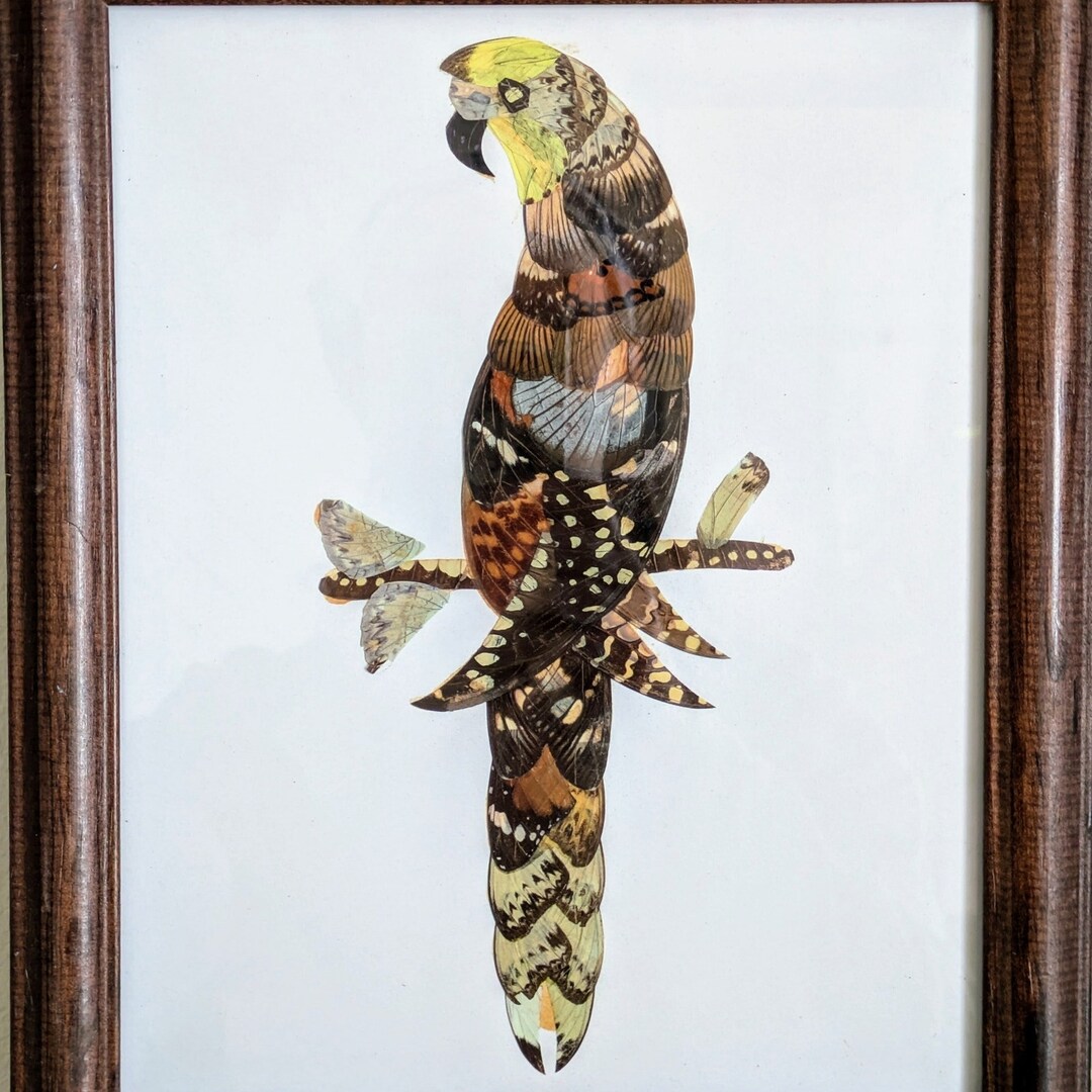 Vintage Framed Parrot Art Made With Butterfly Wings - Etsy