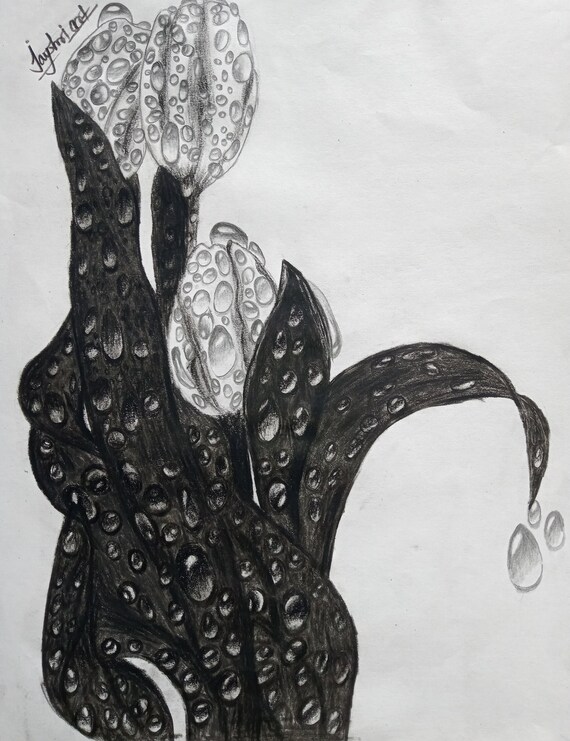 Water Drops On Flowers Drawing