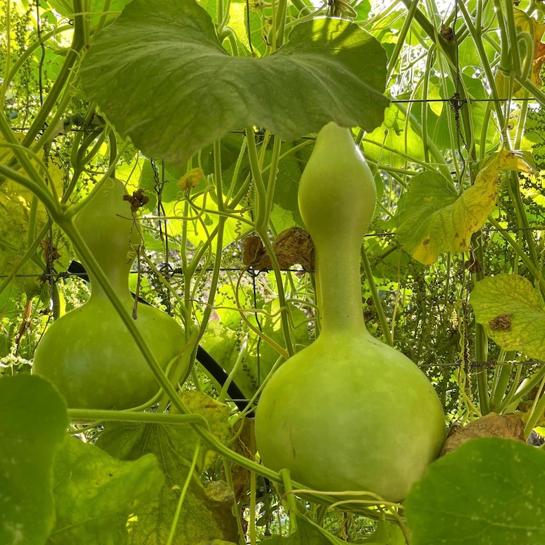 Gourd Seeds - ‘lump in the Neck’, Organically Grown in WA, Hard Shell ...