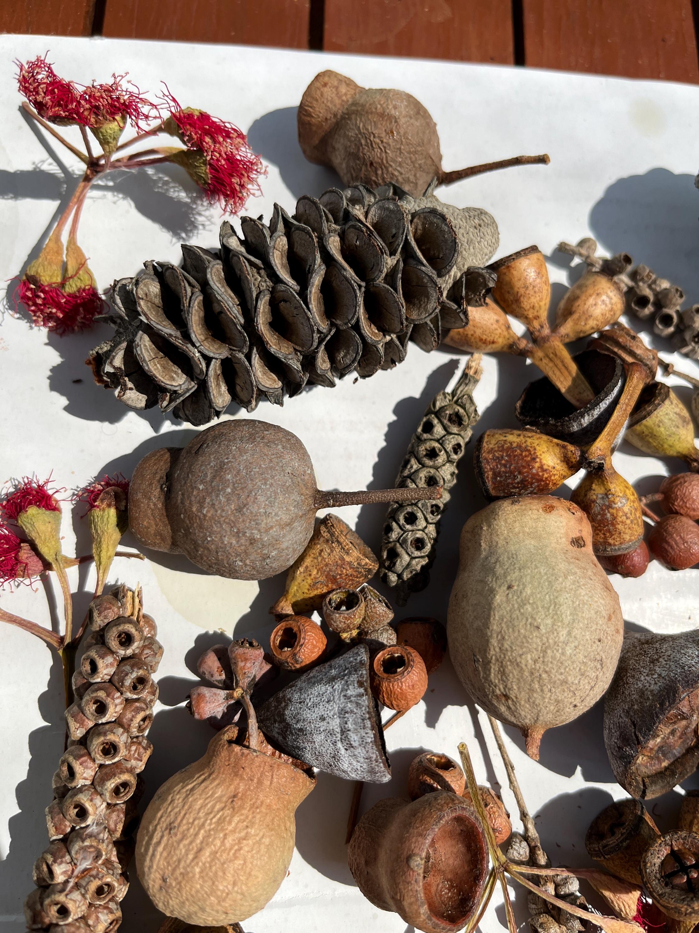 500g Native Australian Bush Nuts and Seed Pods for Crafts or Parrot ...