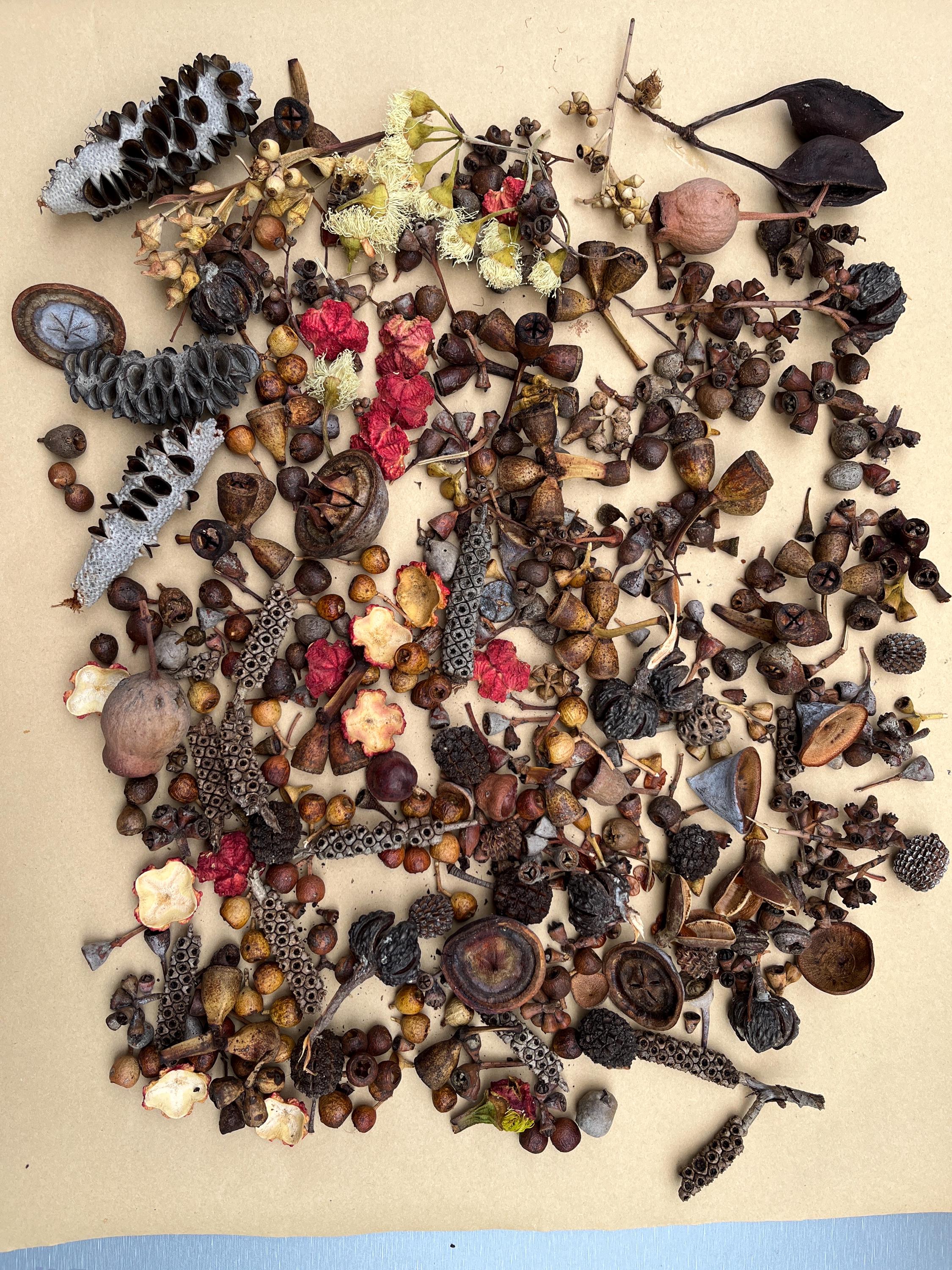 500g Native Australian Bush Nuts and Seed Pods for Crafts or Parrot ...