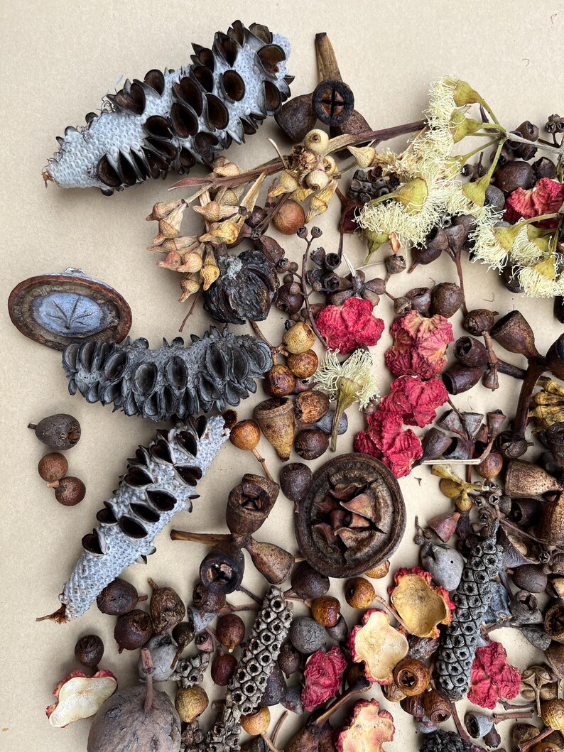 500g Native Australian Bush Nuts and Seed Pods for Crafts or Parrot ...