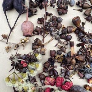 500g Native Australian Bush Nuts and Seed Pods for Crafts or Parrot ...