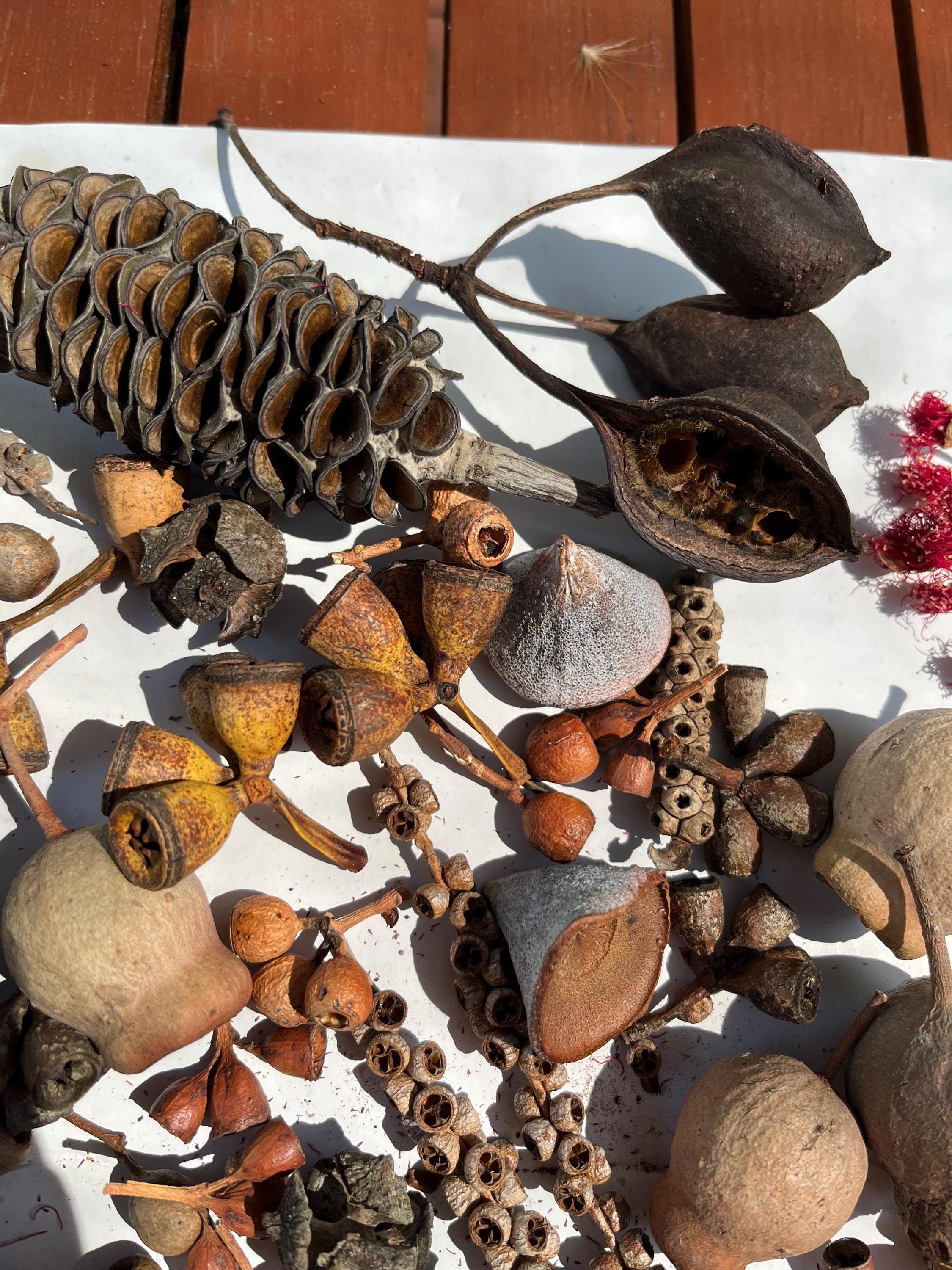 500g Native Australian Bush Nuts and Seed Pods for Crafts or Parrot ...