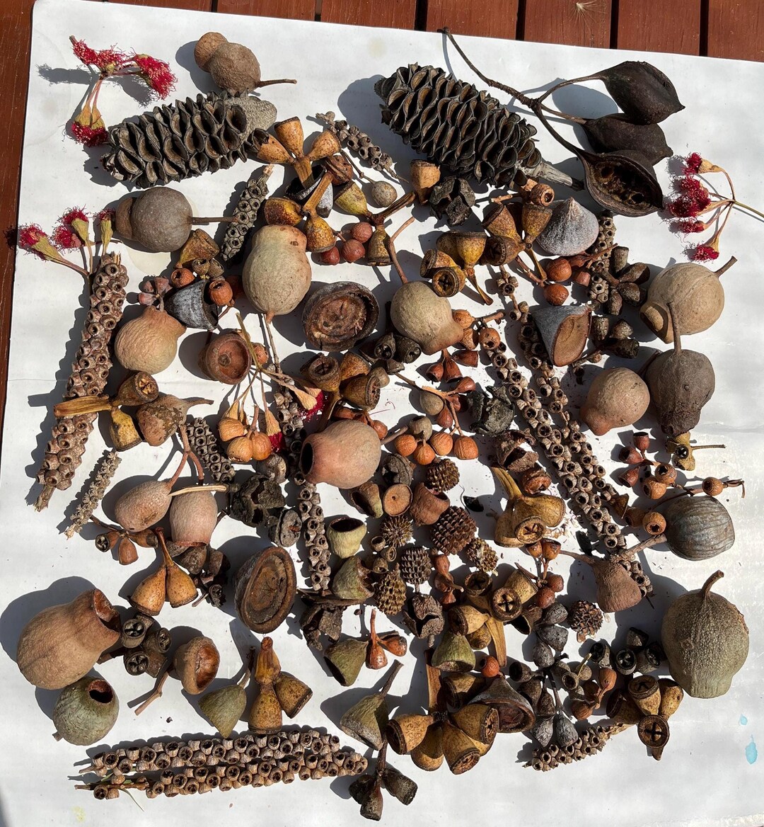 500g Native Australian Bush Nuts and Seed Pods for Crafts or Parrot ...