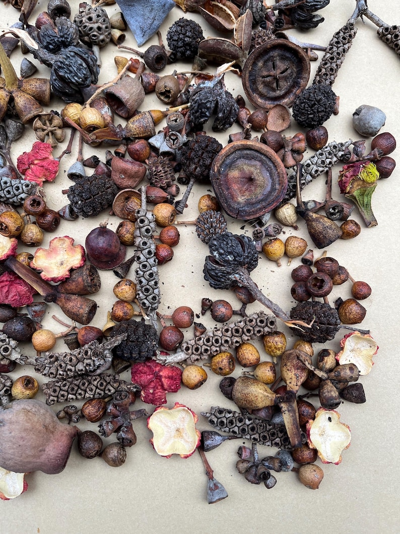 500g Native Australian Bush Nuts and Seed Pods for Crafts or Parrot ...