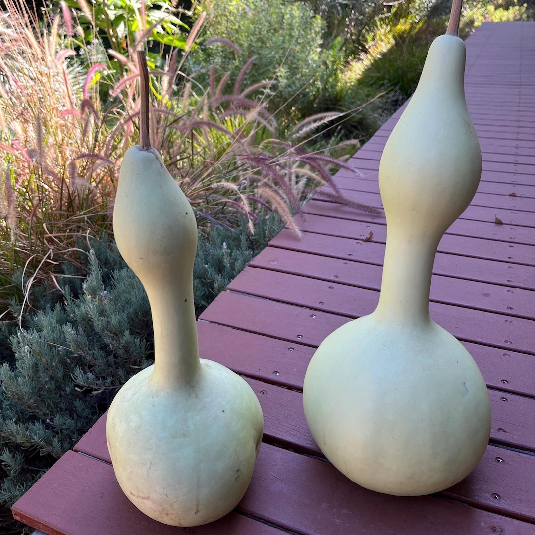 Gourd Seeds - ‘lump in the Neck’, Organically Grown in WA, Hard Shell ...
