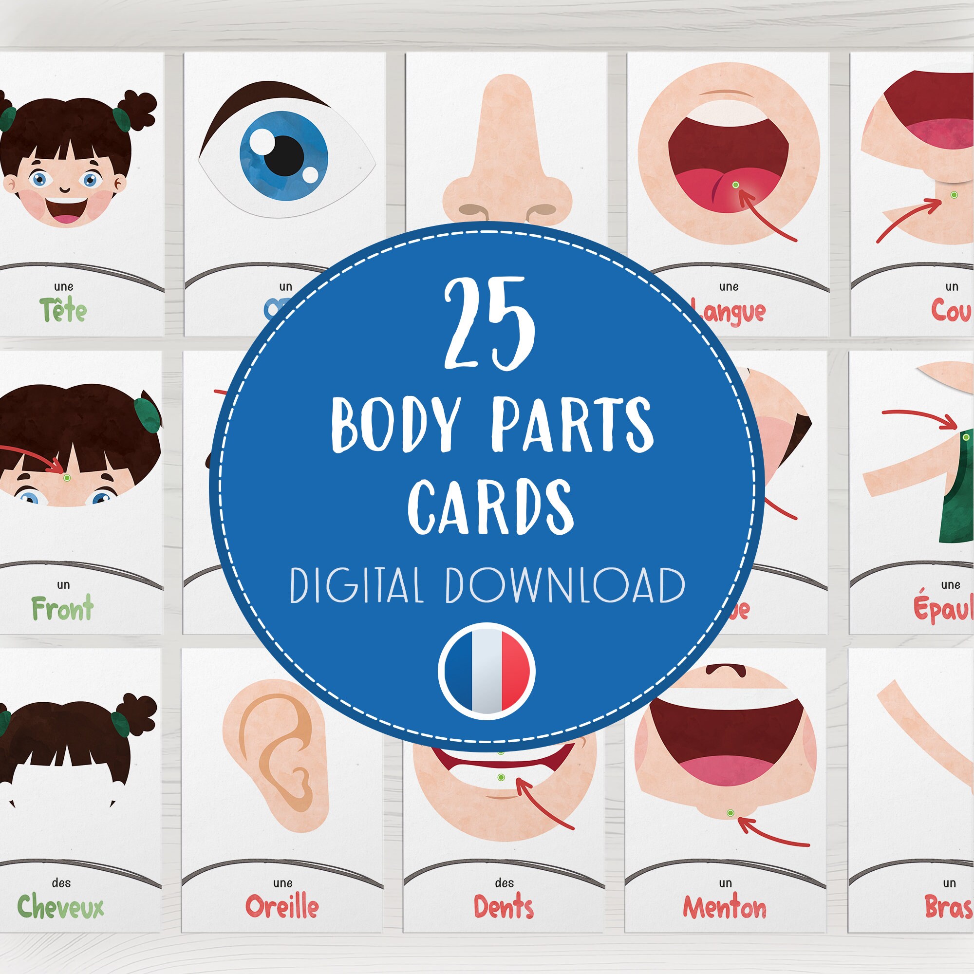French Body Parts Flashcards for Kids, Learn Human Anatomy With Un/une ...