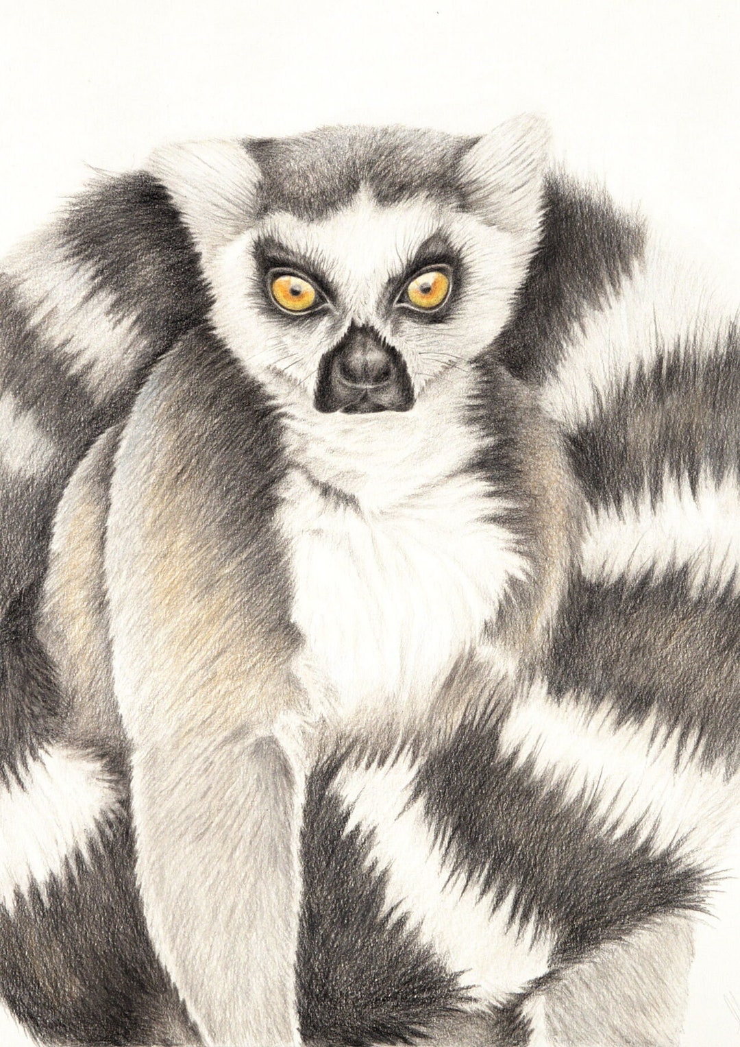 Lemur Art Print, Lemur Pencil Drawing, Fine Art, Wall Art, Print - Etsy