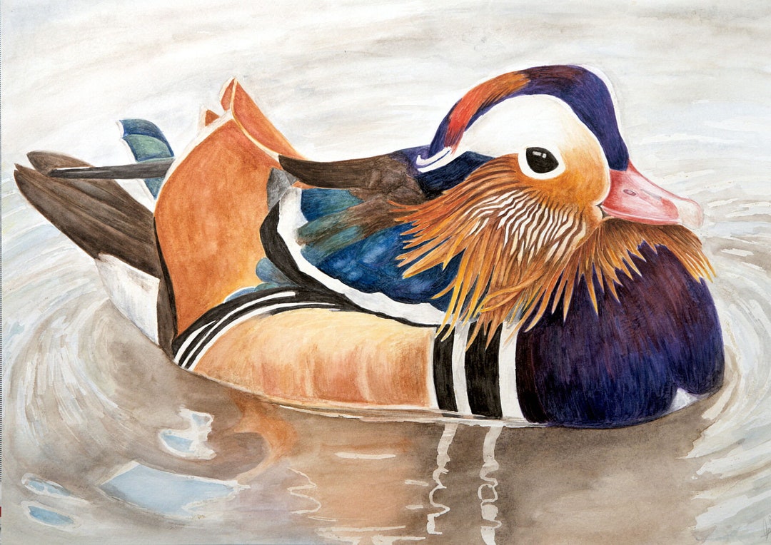Mandarin Duck Art Print - Etsy