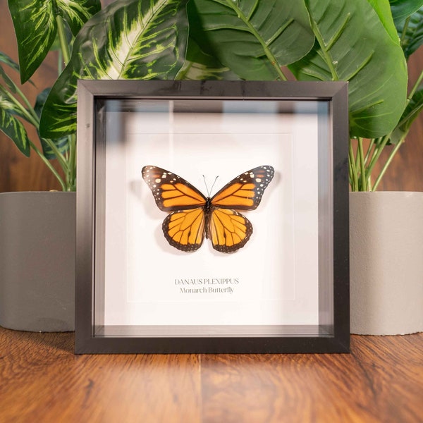 Real Butterfly Framed - Etsy