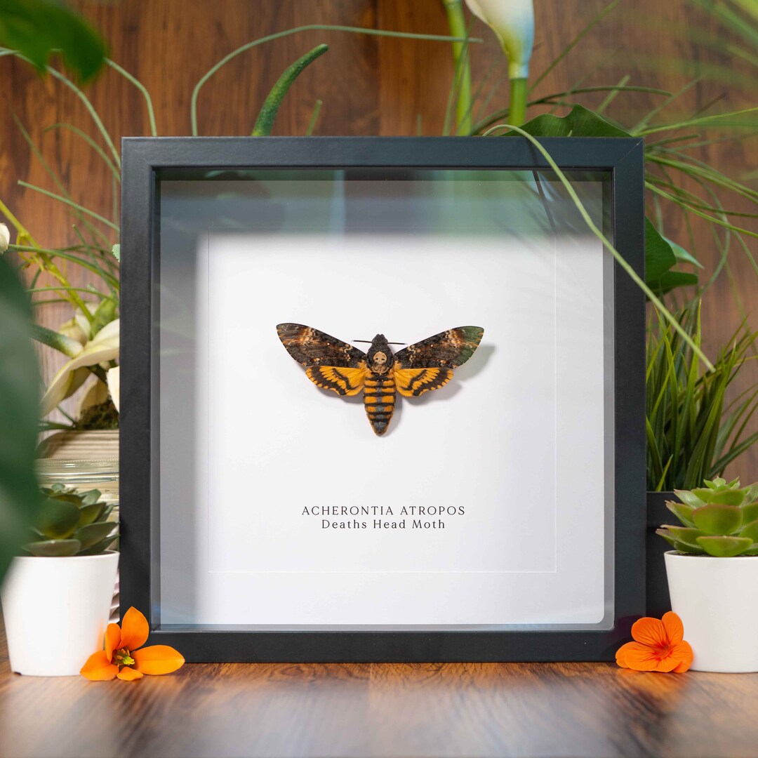 Real Death Head Moth, Acherontia Atropos, Skull Moth, Silence of the ...