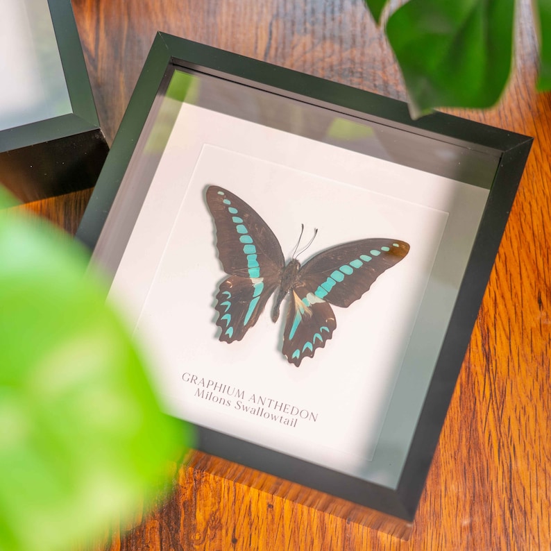 Gorgeous Milons Swallowtail Butterfly in Box Frame, Graphium Anthedon ...