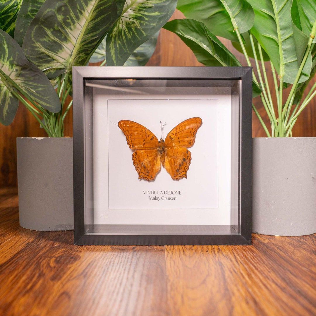 Malay Cruiser Moth in Frame, Real Moth Taxidermy, Taxidermy Moth Gift ...
