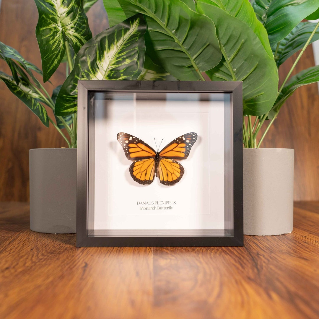 Monarch Butterfly in Box Frame (danaus Plexippus), Real Danaus ...