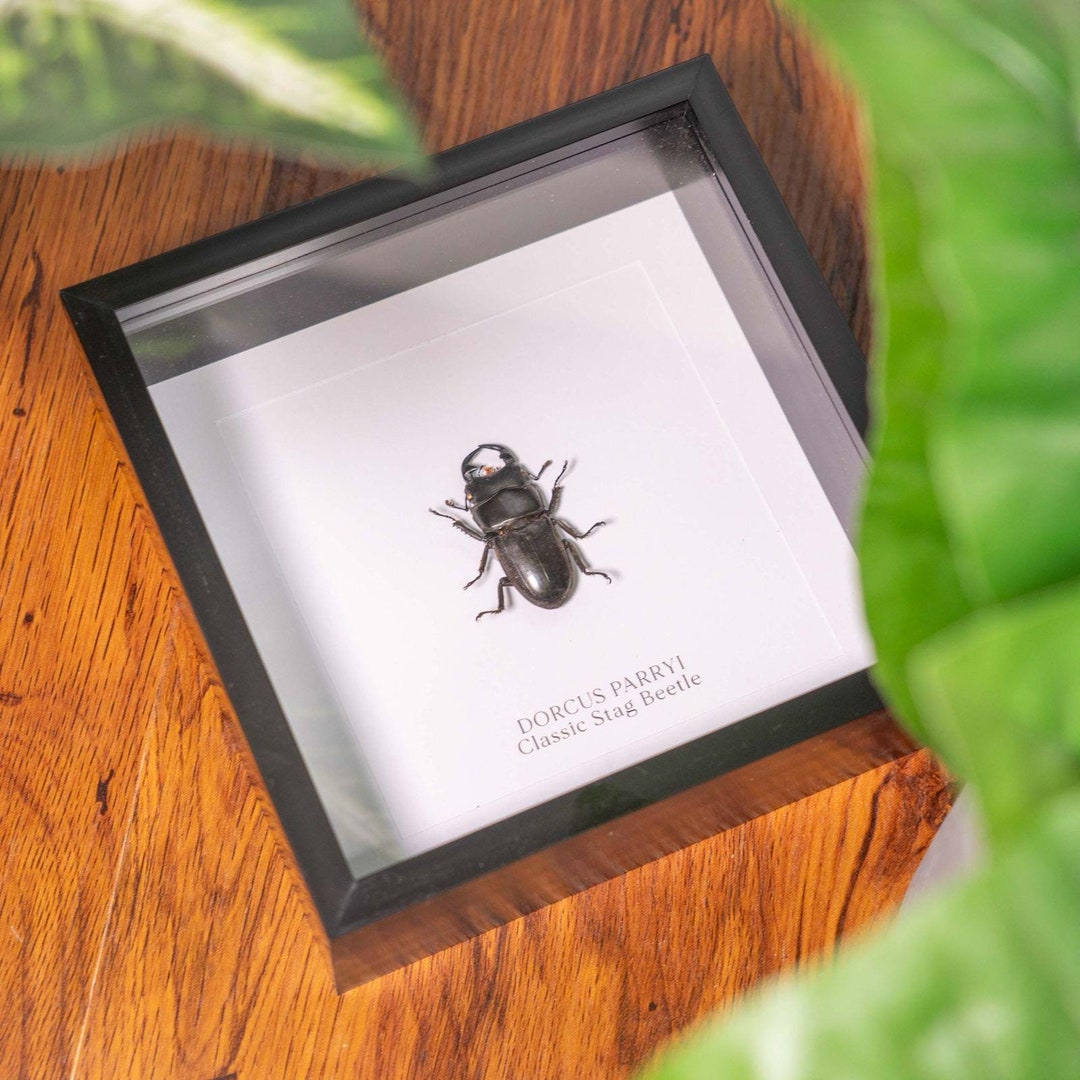 Stag Beetle in Frame, Real Beetle Taxidermy, Taxidermy Beetle Gift and ...