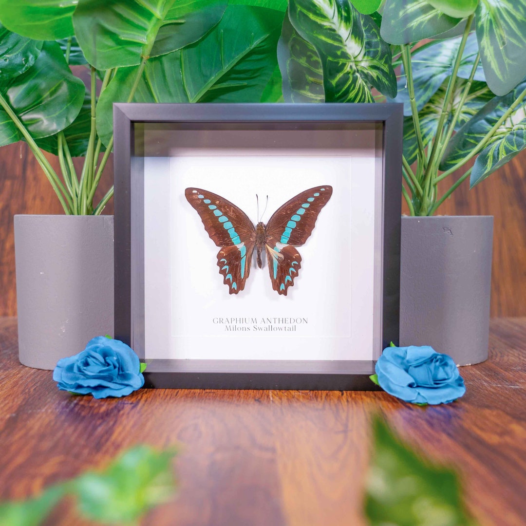 Gorgeous Milons Swallowtail Butterfly in Box Frame, Graphium Anthedon ...