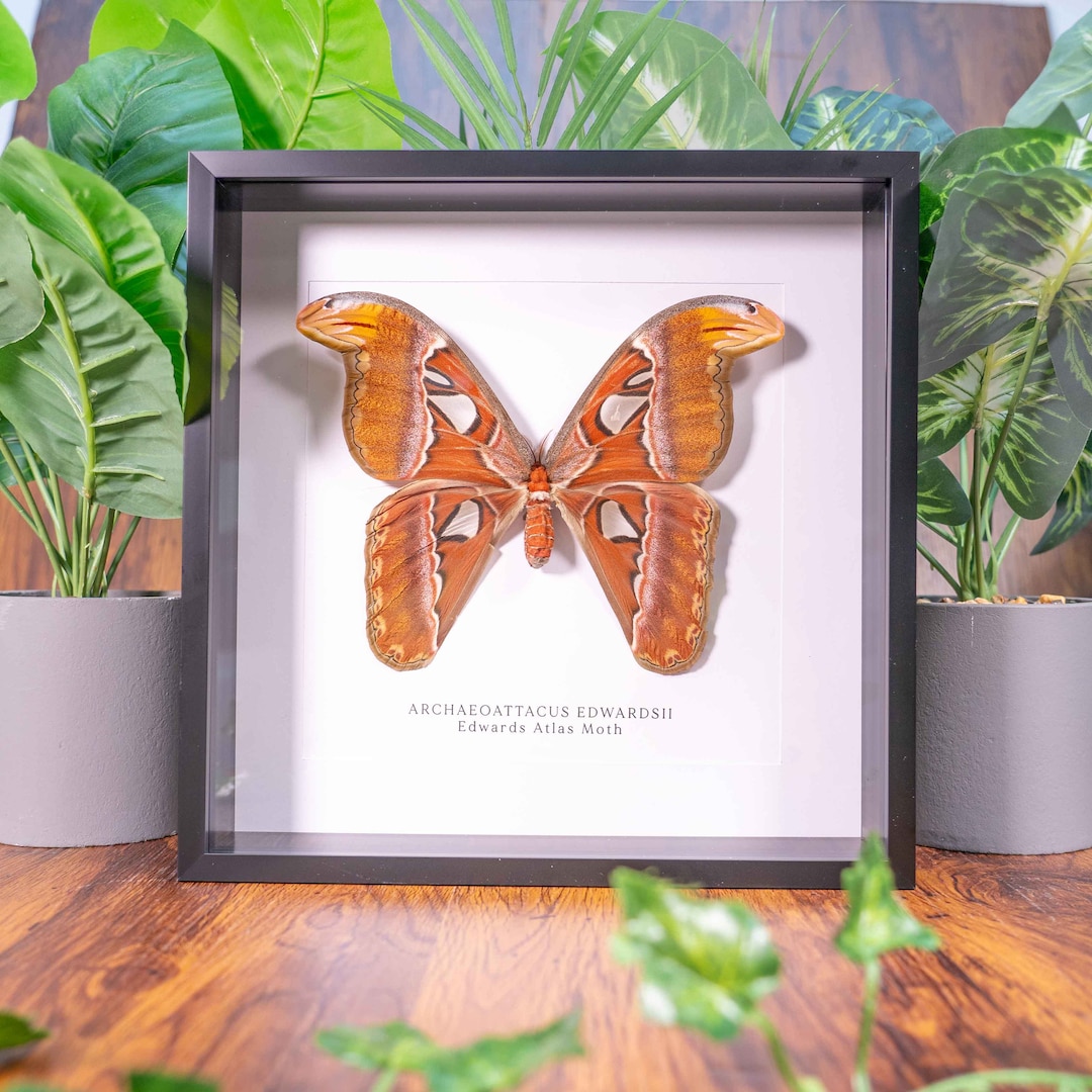 Massive Atlas Moth, Home Decor, Taxidermy Atlas Moth, Real Moth in ...