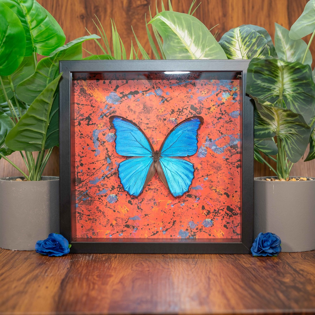 Ed Sheeran Album Inspired Blue Morpho, Real Butterfly in Frame, Home ...