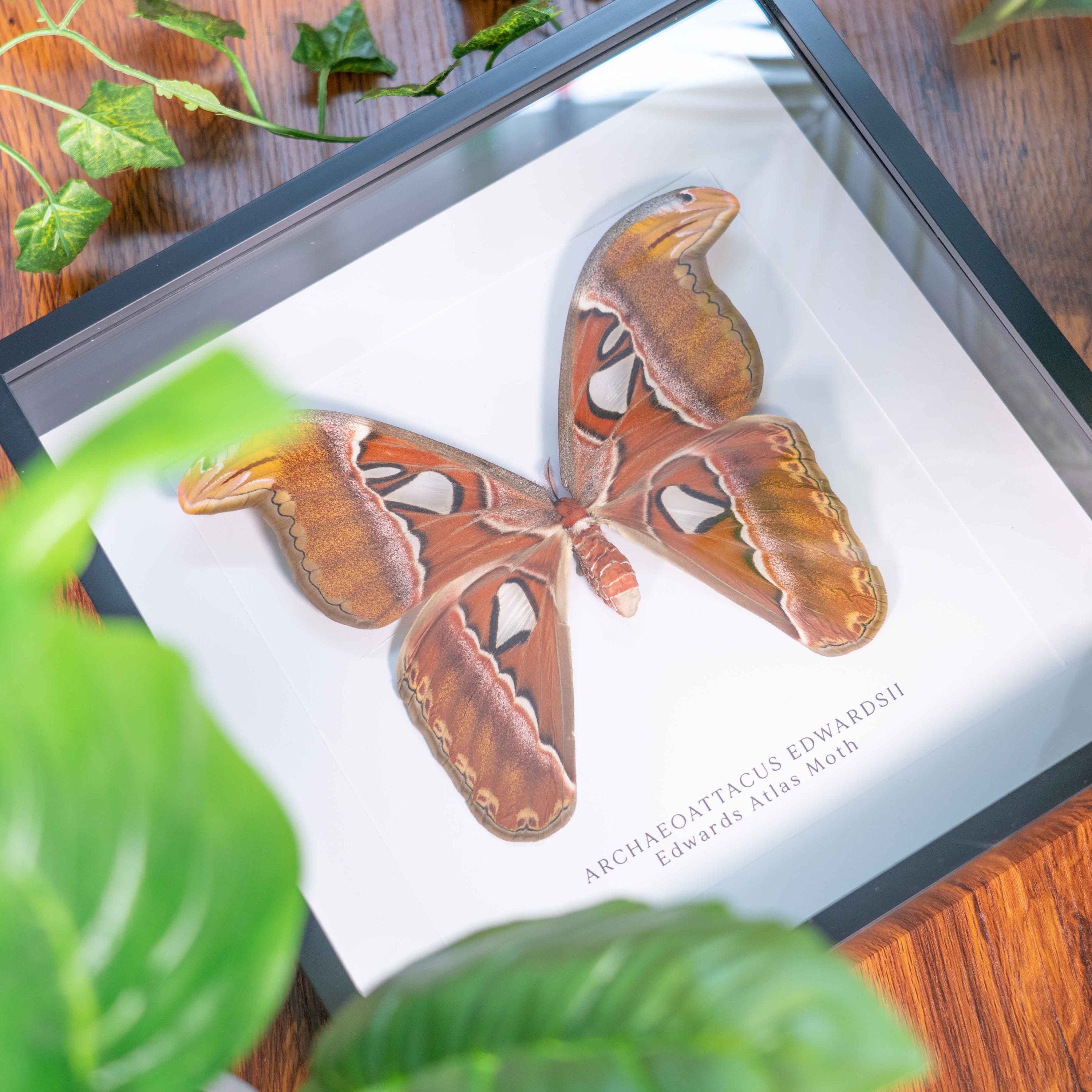Massive Atlas Moth, Home Decor, Taxidermy Atlas Moth, Real Moth in ...