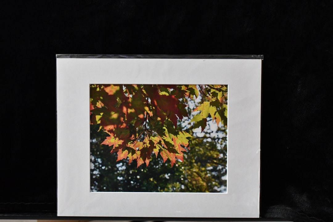 Falling Colors - Etsy