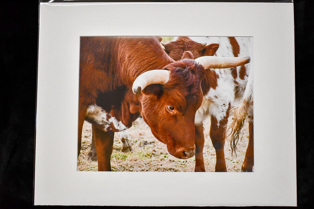 Sleepy Bull Photograph - Etsy