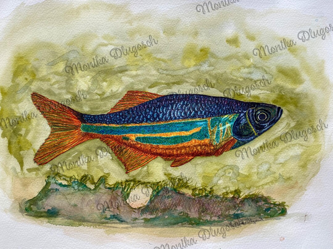 Art Print of the Watercolor Painting Maladar Danio, Handpainted ...