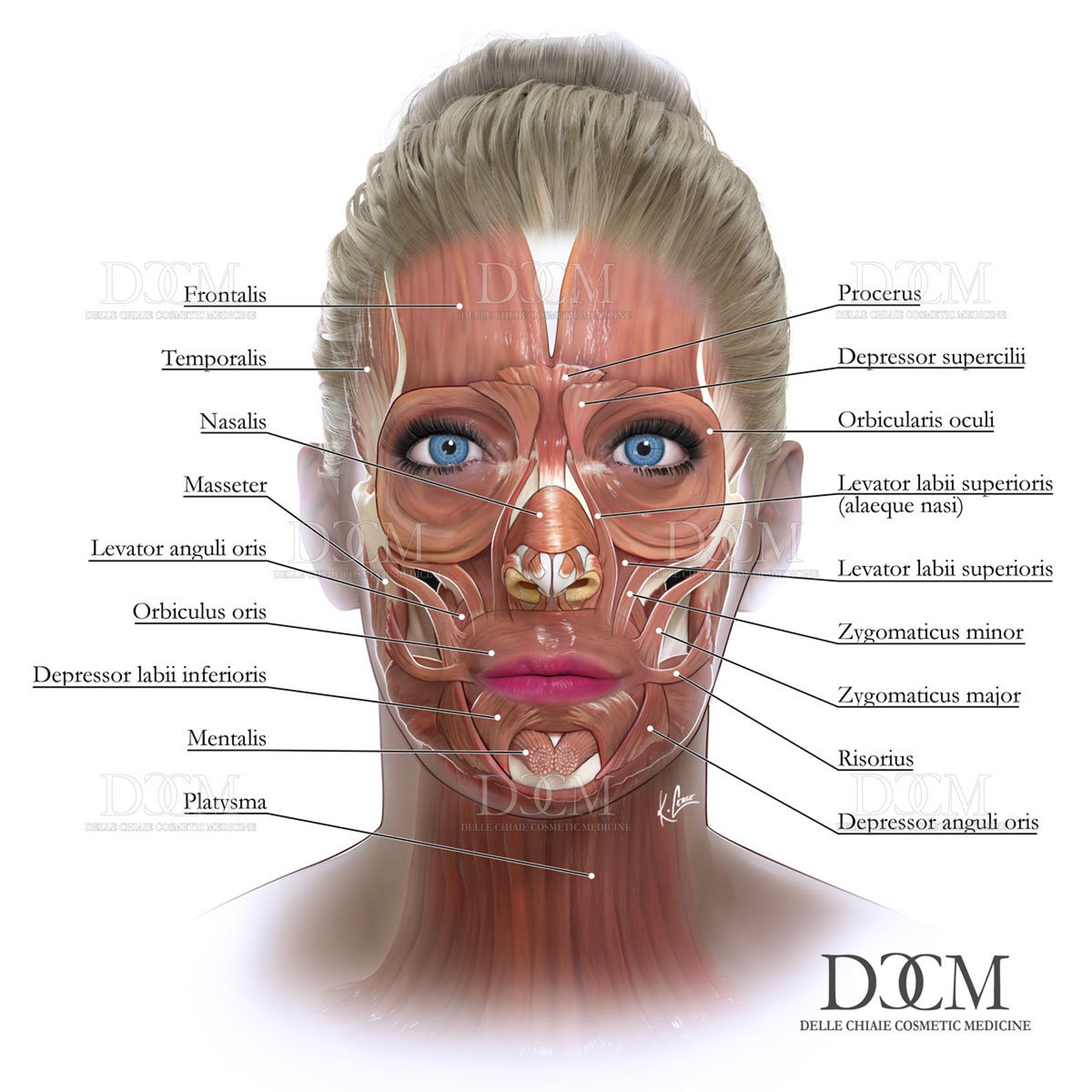 Essentials of Neuromodulation - Etsy