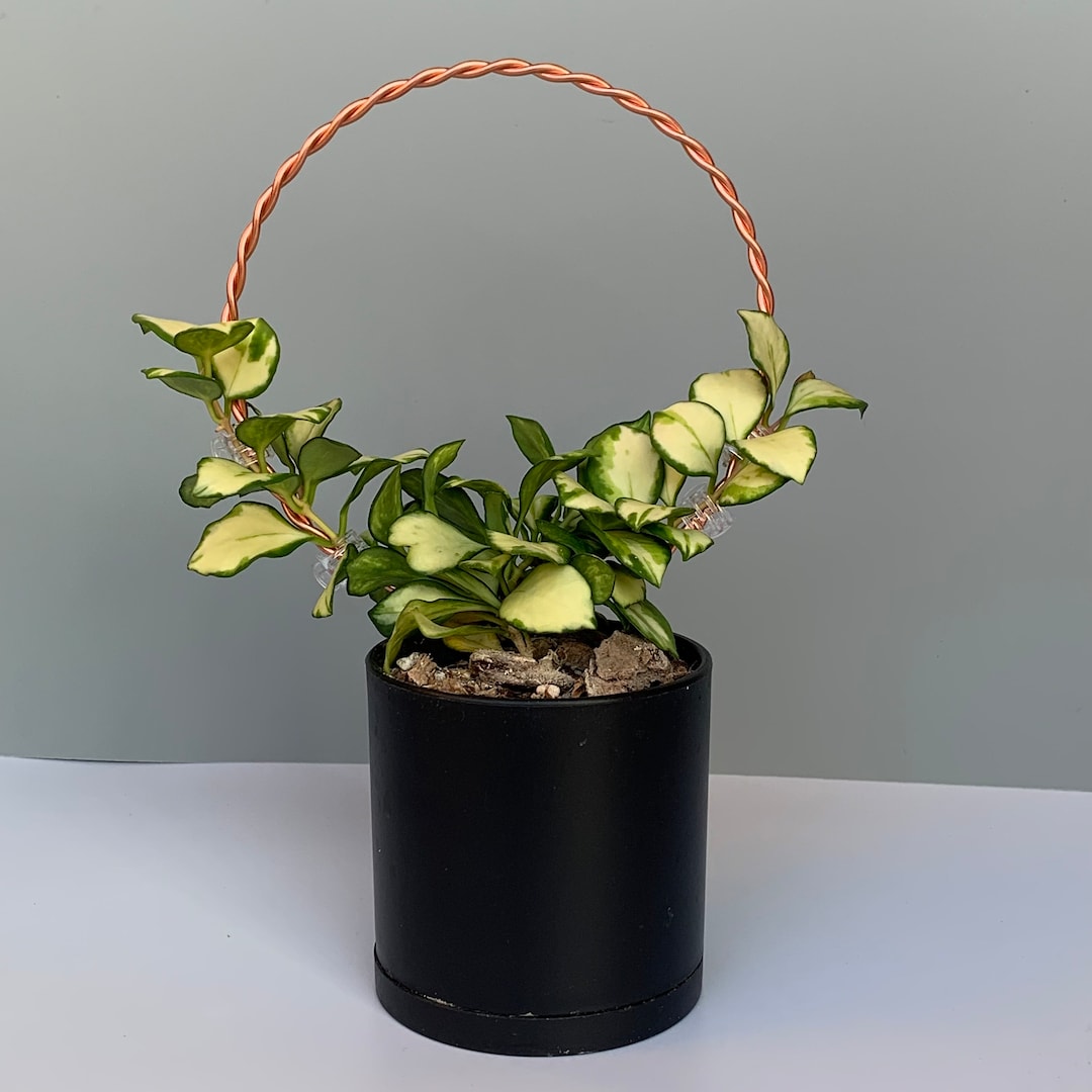 4" Mini Circle Plant Trellis for Indoor Plants, Hoya Trellis - Etsy