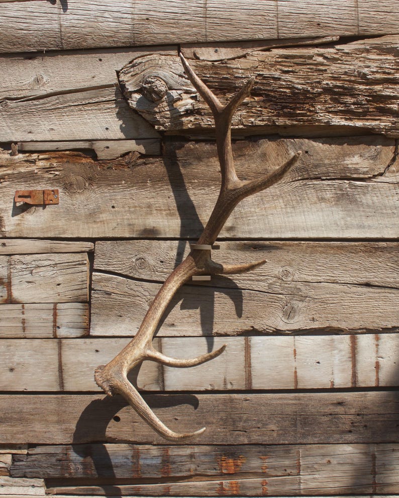 Elk Shed Antler Mount - Etsy