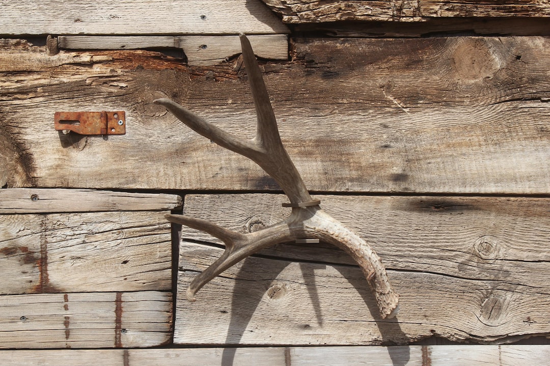 Shed Antler Mount - Etsy