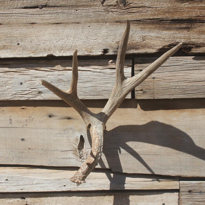Deer Antler Mount - Etsy