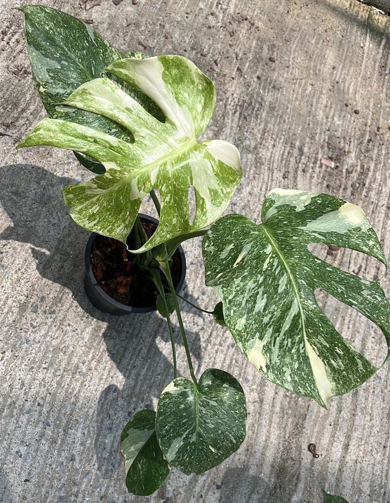 Monstera Double Platinum - Very Rare Find!! - Etsy