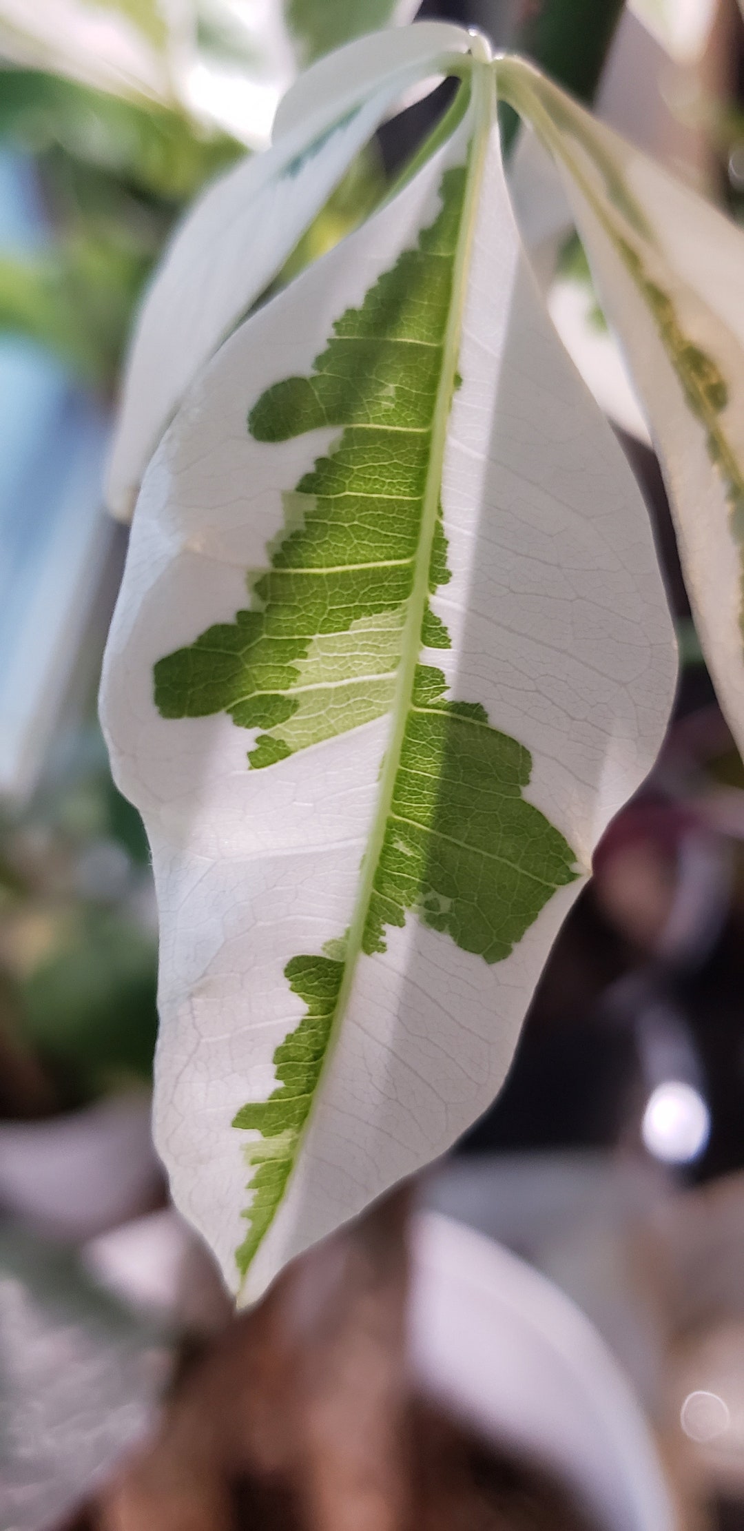 Rare Variegated Money Tree - Etsy