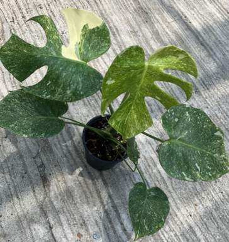 Monstera Double Platinum - Very Rare Find!! - Etsy