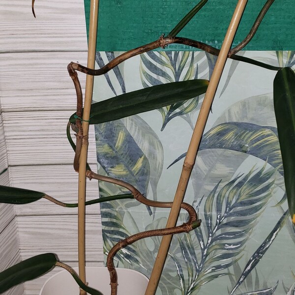 Philodendron Bicolor - Etsy