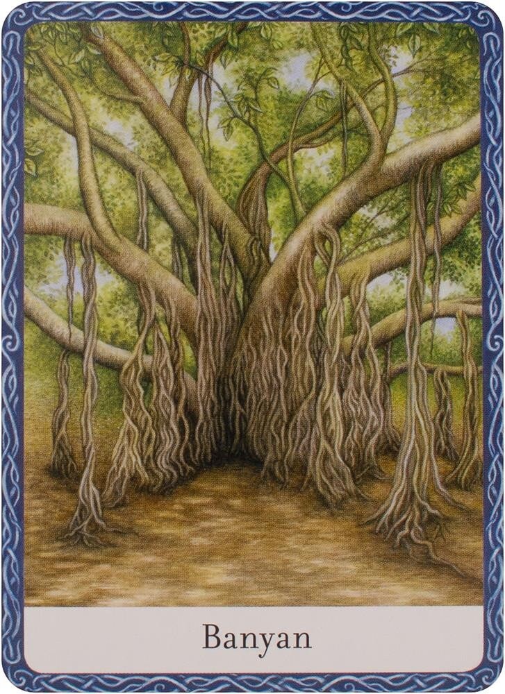 The Wisdom of Trees Oracle Cards - Etsy