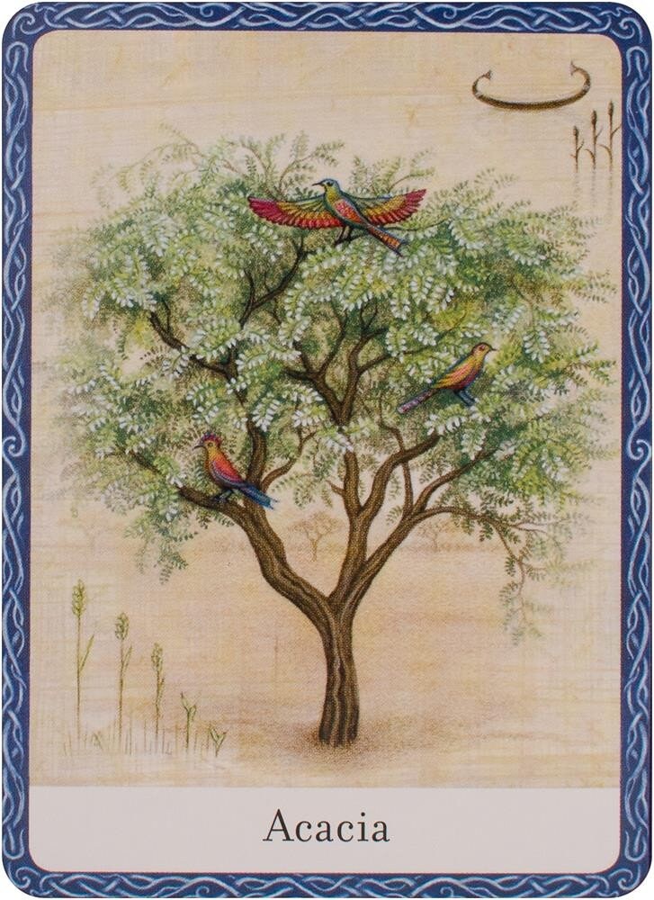 The Wisdom of Trees Oracle Cards - Etsy