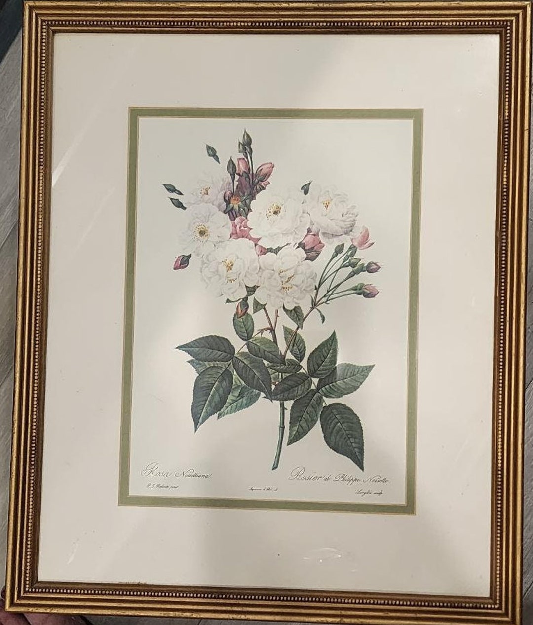 Vintage PJ Redoute Rosa Noisettiana 50s Gold Frame Art Decor Print ...