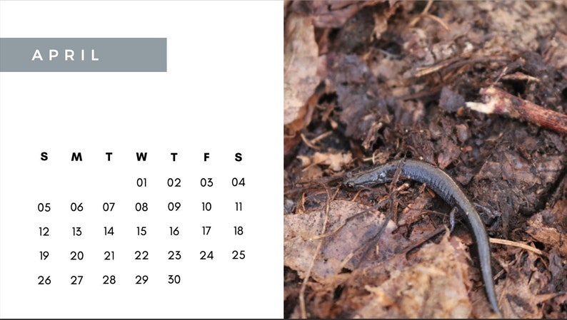 Salamanders of Virginia Calendar - Etsy