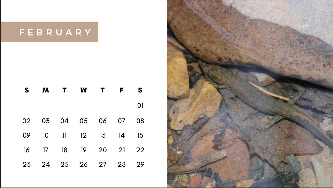 Salamanders of Virginia Calendar - Etsy