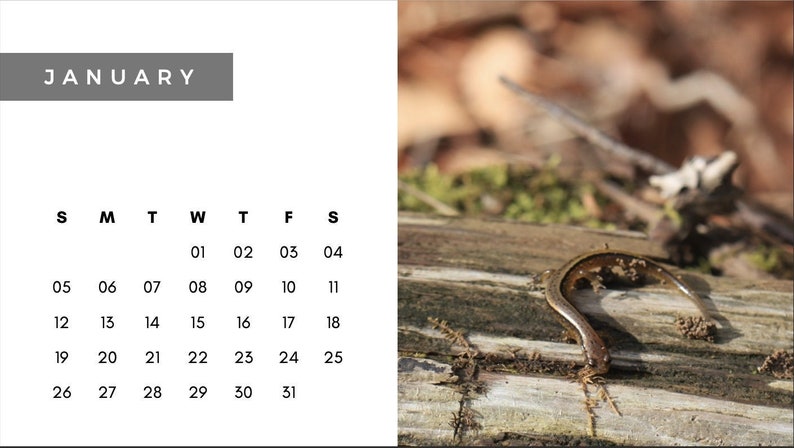 Salamanders of Virginia Calendar - Etsy