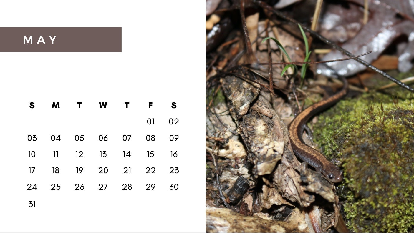 Salamanders of Virginia Calendar - Etsy
