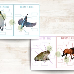 Animal Classification Anatomy Unit Study Printable Homeschool ...