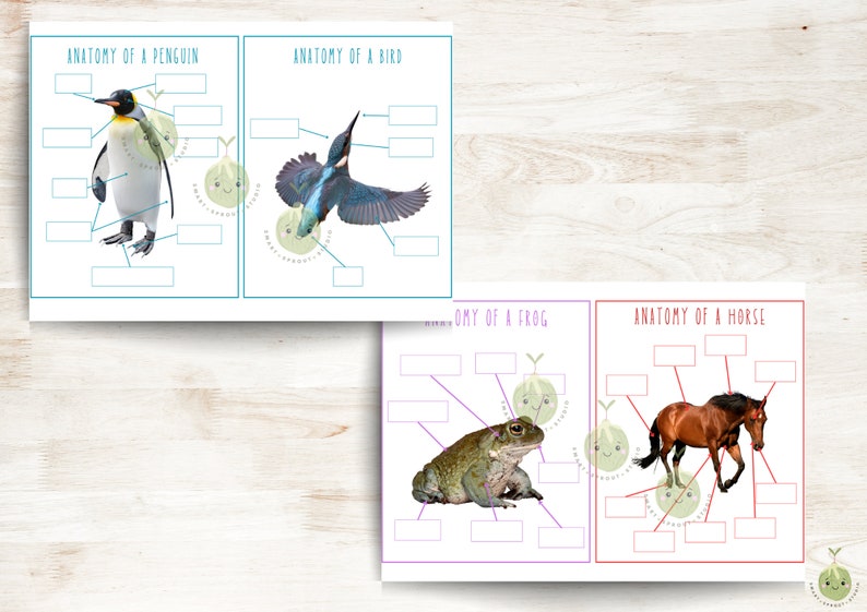 Animal Classification Anatomy Unit Study Printable Homeschool ...
