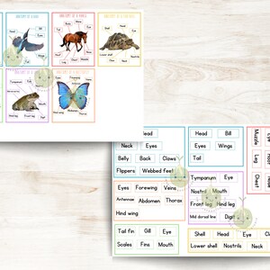 Animal Classification Anatomy Unit Study Printable Homeschool ...