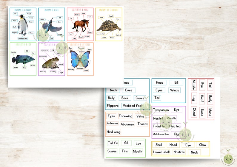 Animal Classification Anatomy Unit Study Printable Homeschool ...