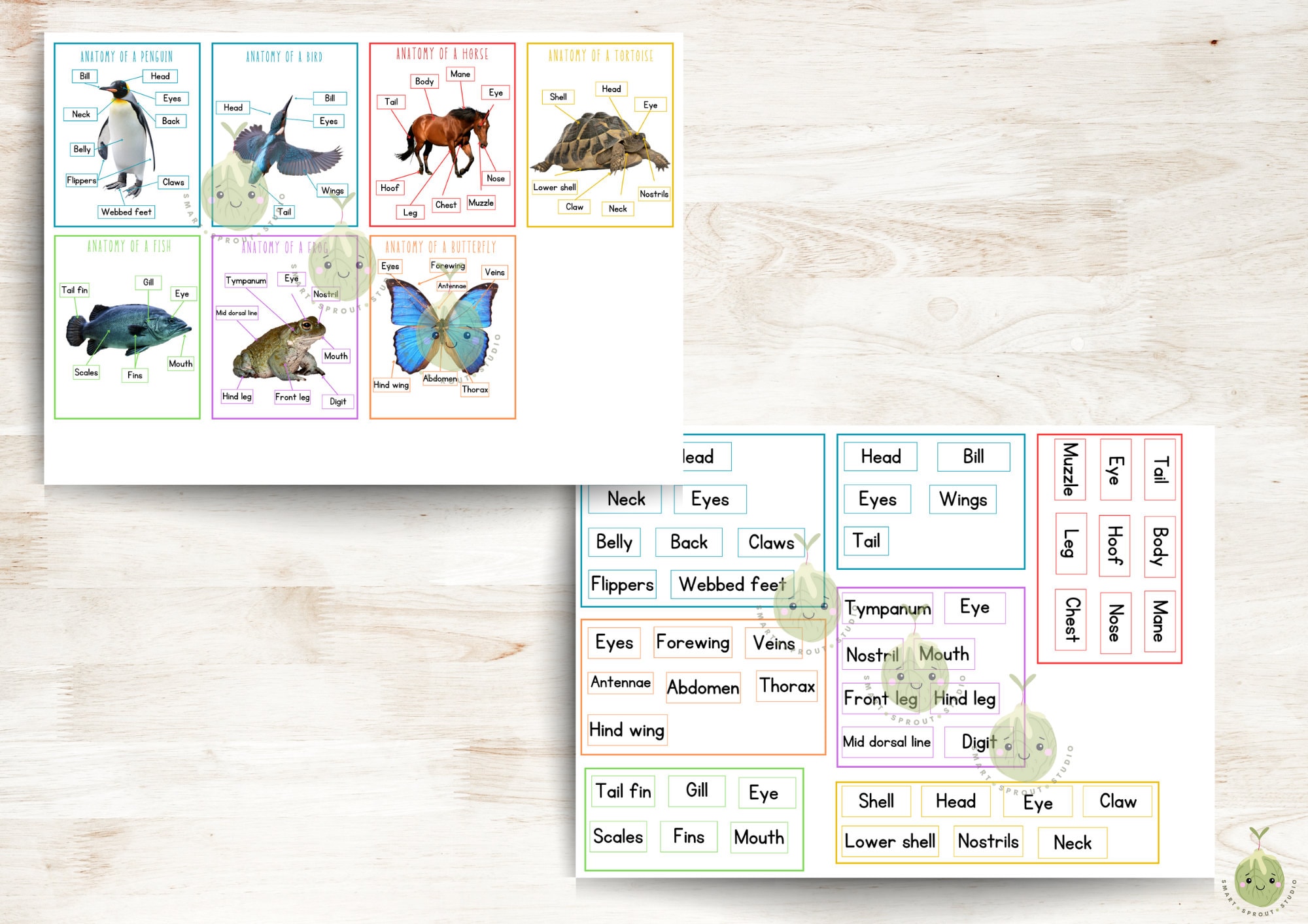Animal Classification Anatomy Unit Study Printable Homeschool ...