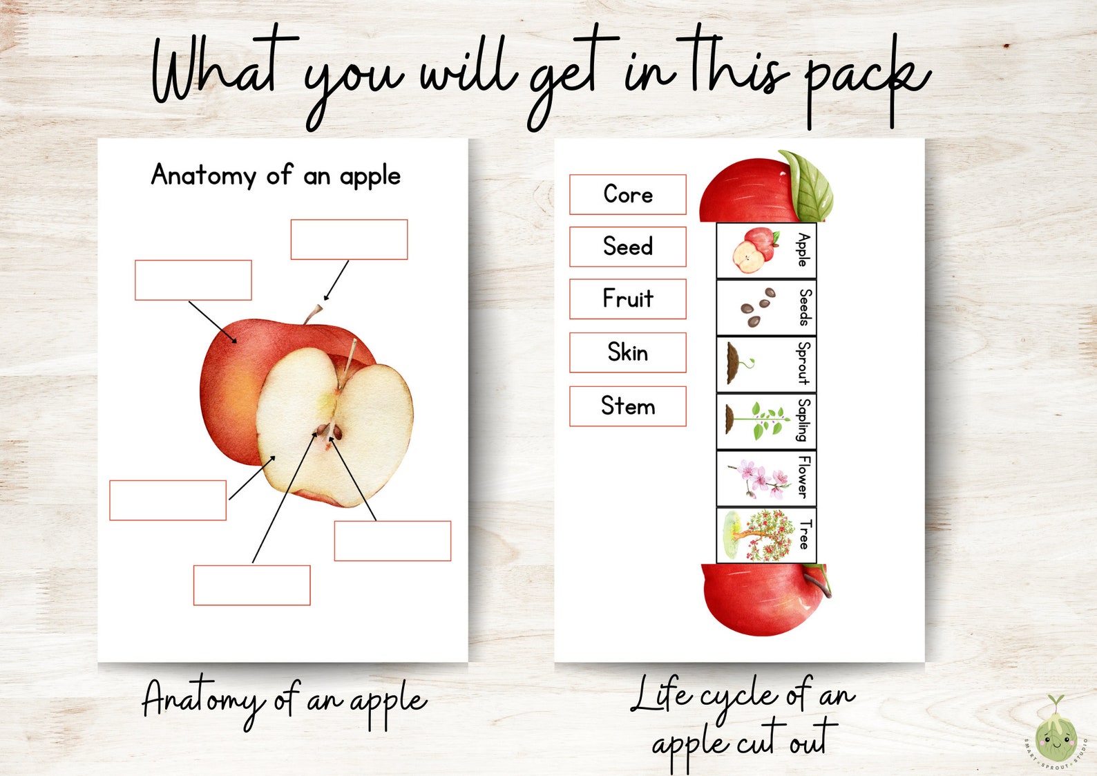 Apple Life Cycle Autumn Printable Worksheet Fall Activity for Toddlers ...