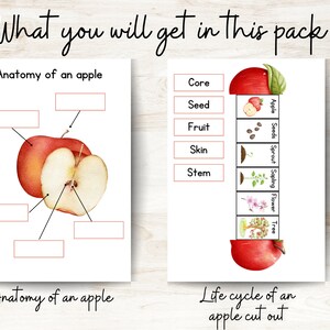 Apple Life Cycle Autumn Printable Worksheet Fall Activity for Toddlers ...